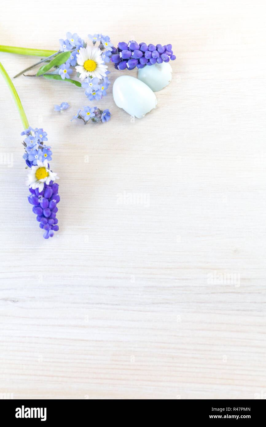 forget me not background with daisies and grape hyacinth Stock Photo ...