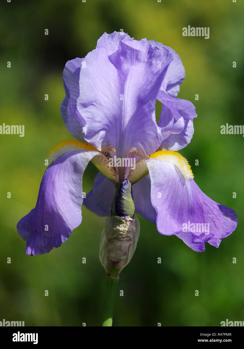 Makrophotographie hi-res stock photography and images - Alamy