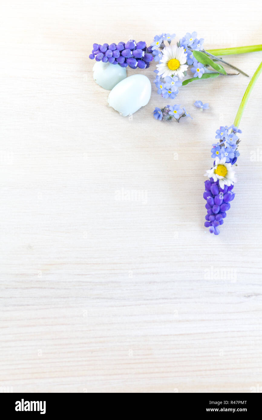 forget me not background with daisies and grape hyacinth Stock Photo ...
