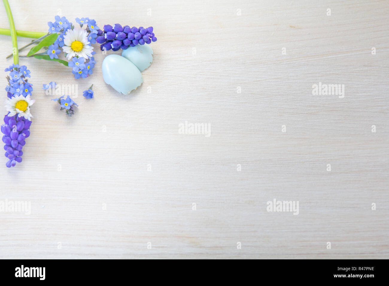 forget me not background with daisies and grape hyacinth Stock Photo ...