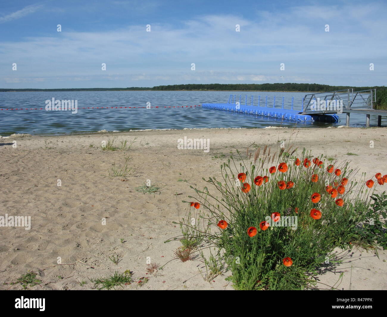 poppies on the beach Stock Photo - Alamy