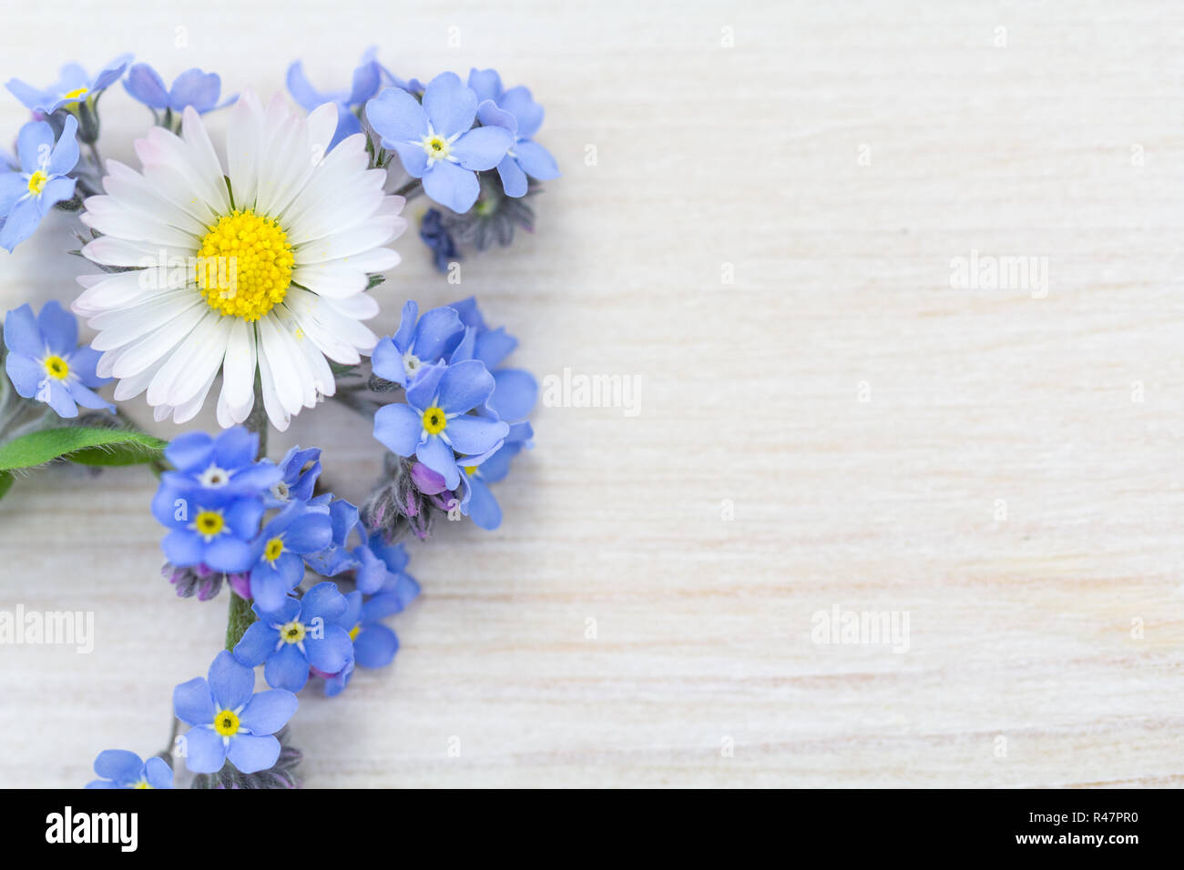 forget me not background with daisies and grape hyacinth Stock Photo ...