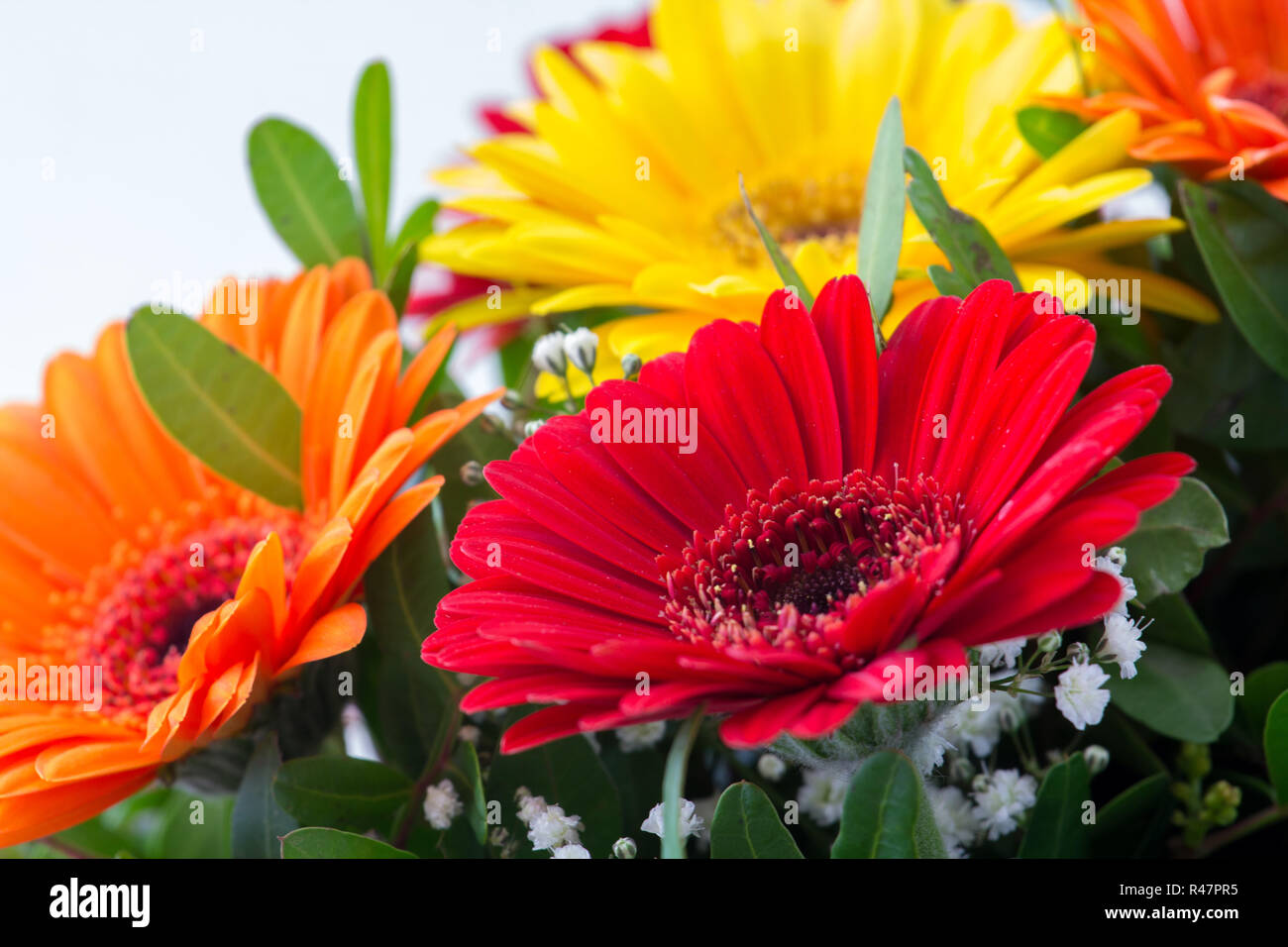 gerbera - beautiful,colorful summer flowers in rich tones Stock Photo ...