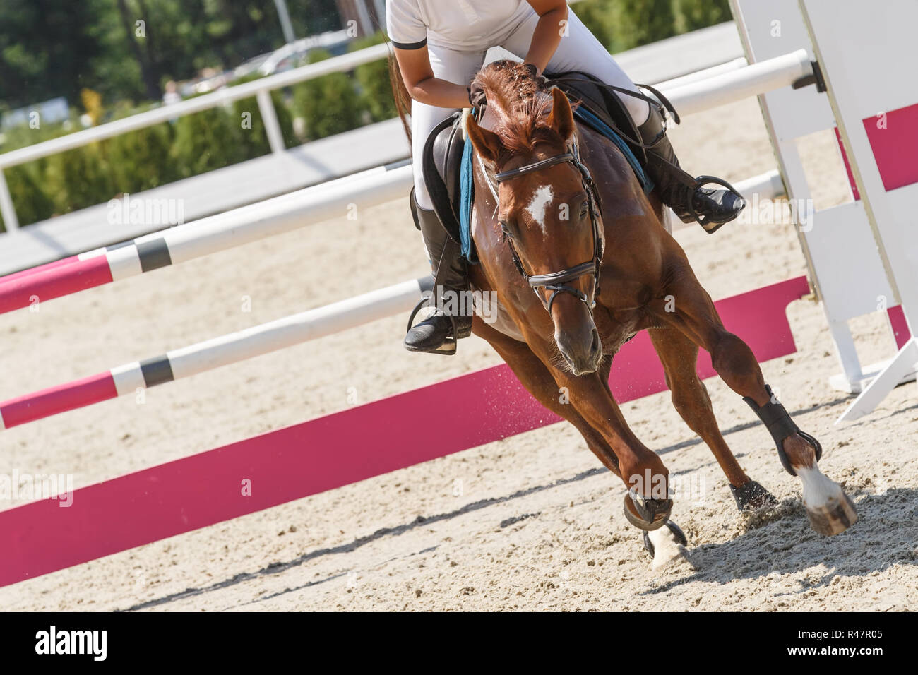Rider on a chestnut horse just jumped over an obstacle Stock Photo - Alamy
