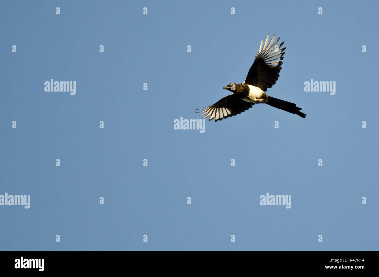 Black-billed Magpie Flying in a Blue Sky Stock Photo - Alamy