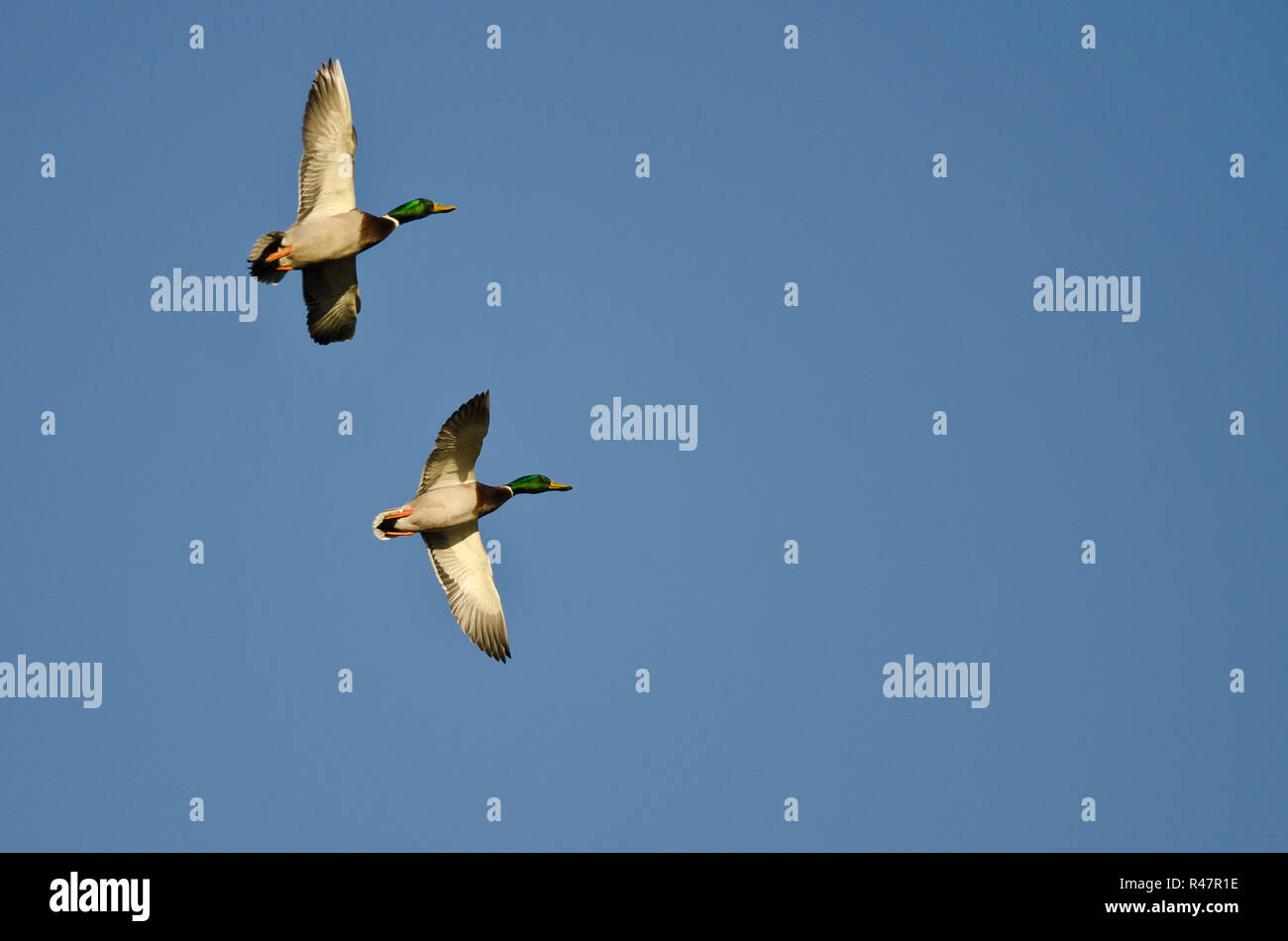 Male mallard flies hi-res stock photography and images - Alamy
