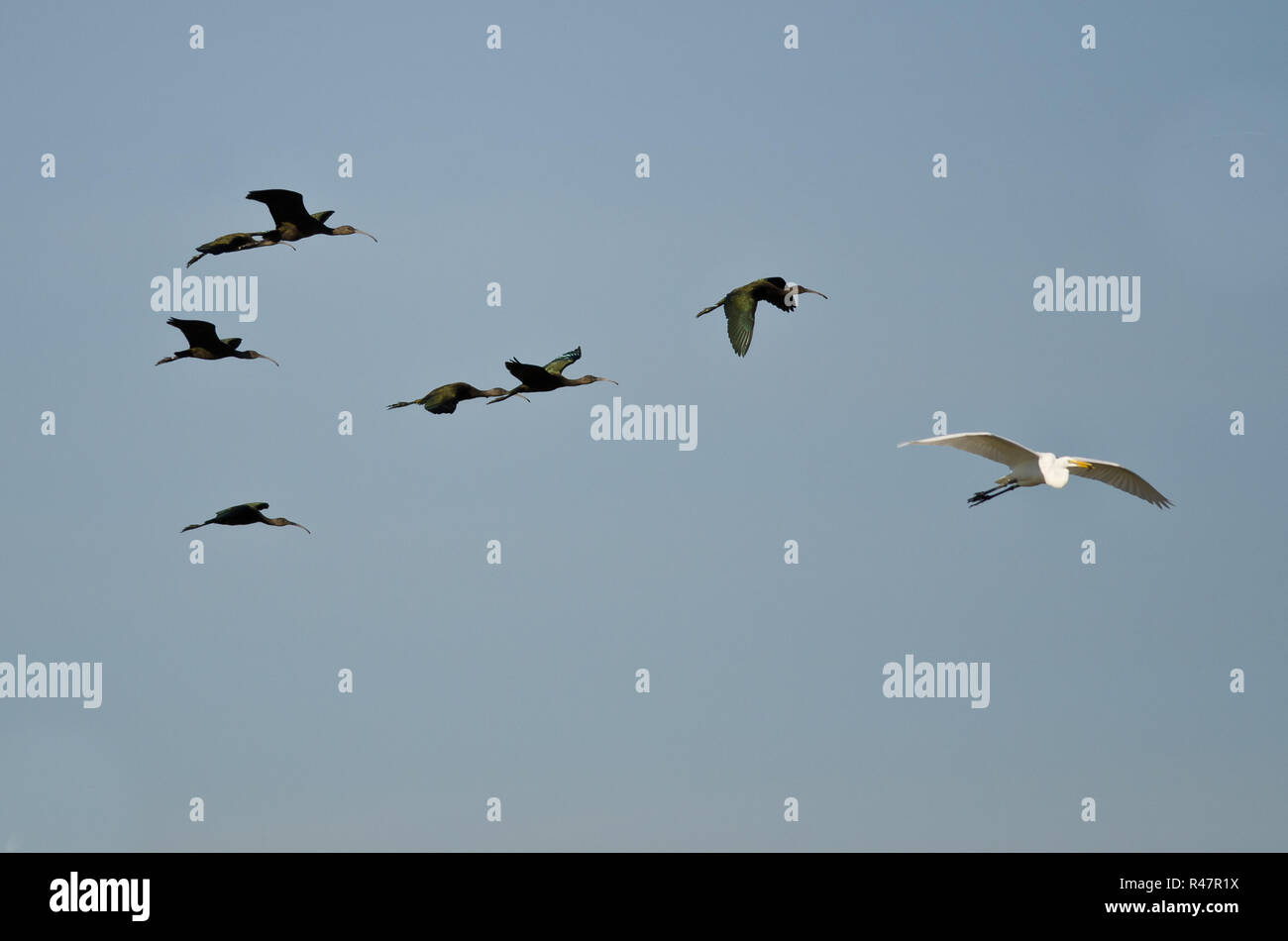 Flying white faced ibis hi-res stock photography and images - Alamy