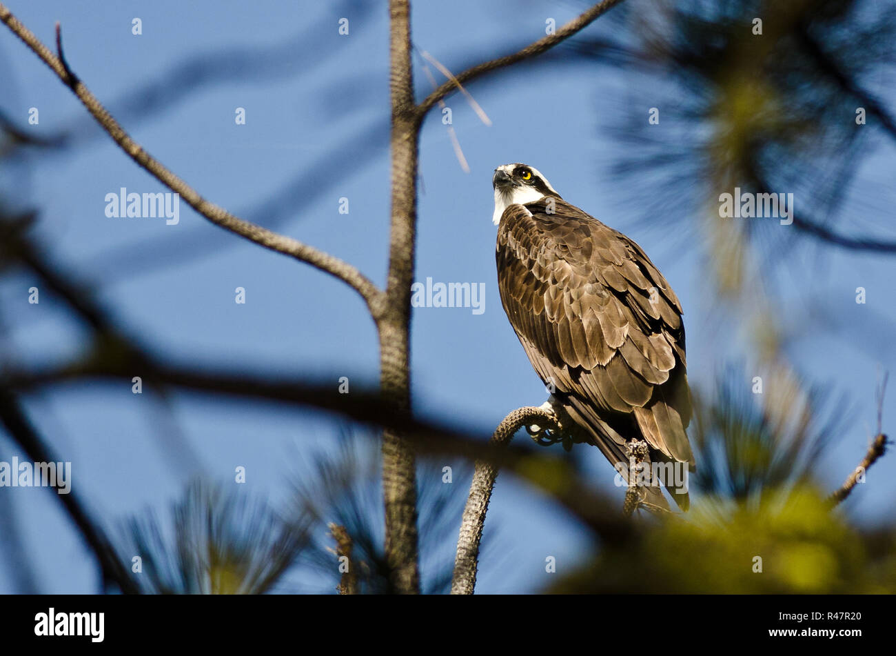 Osprey tree limb hi-res stock photography and images - Alamy