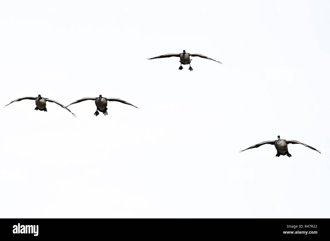 Goose Silhouette Landing