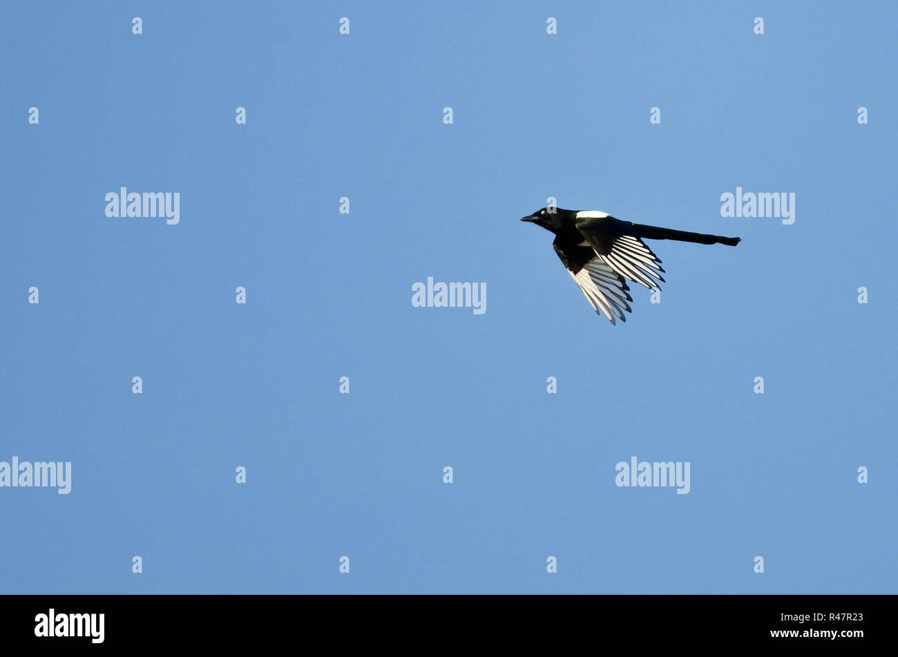 Black billed magpie in flight hi-res stock photography and images - Alamy
