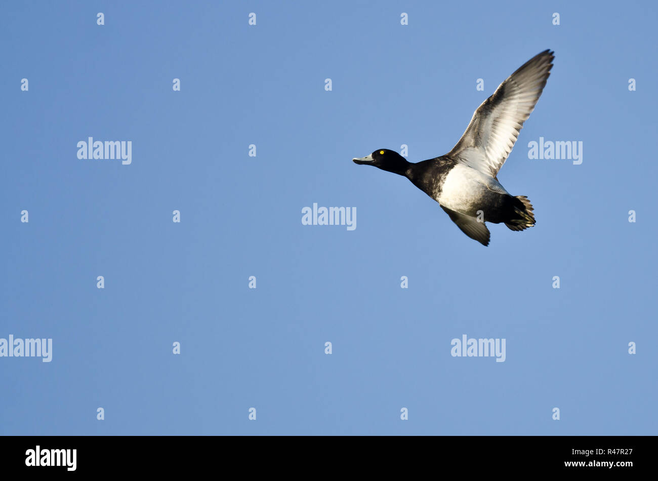 Male Lesser Scaup Flying in a Blue Sky Stock Photo - Alamy