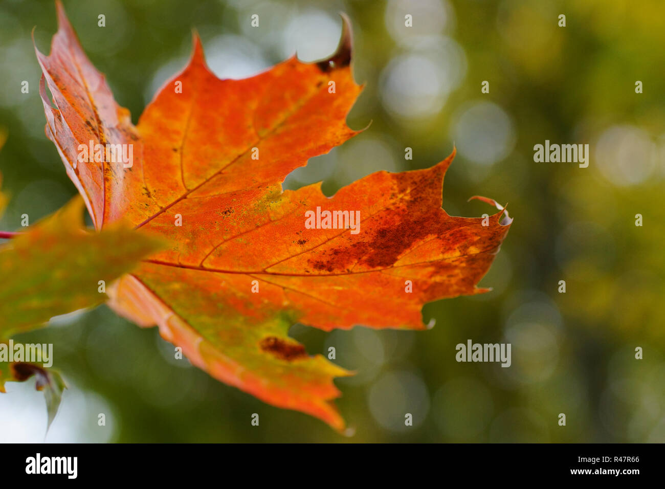 autumn maple leaf Stock Photo - Alamy