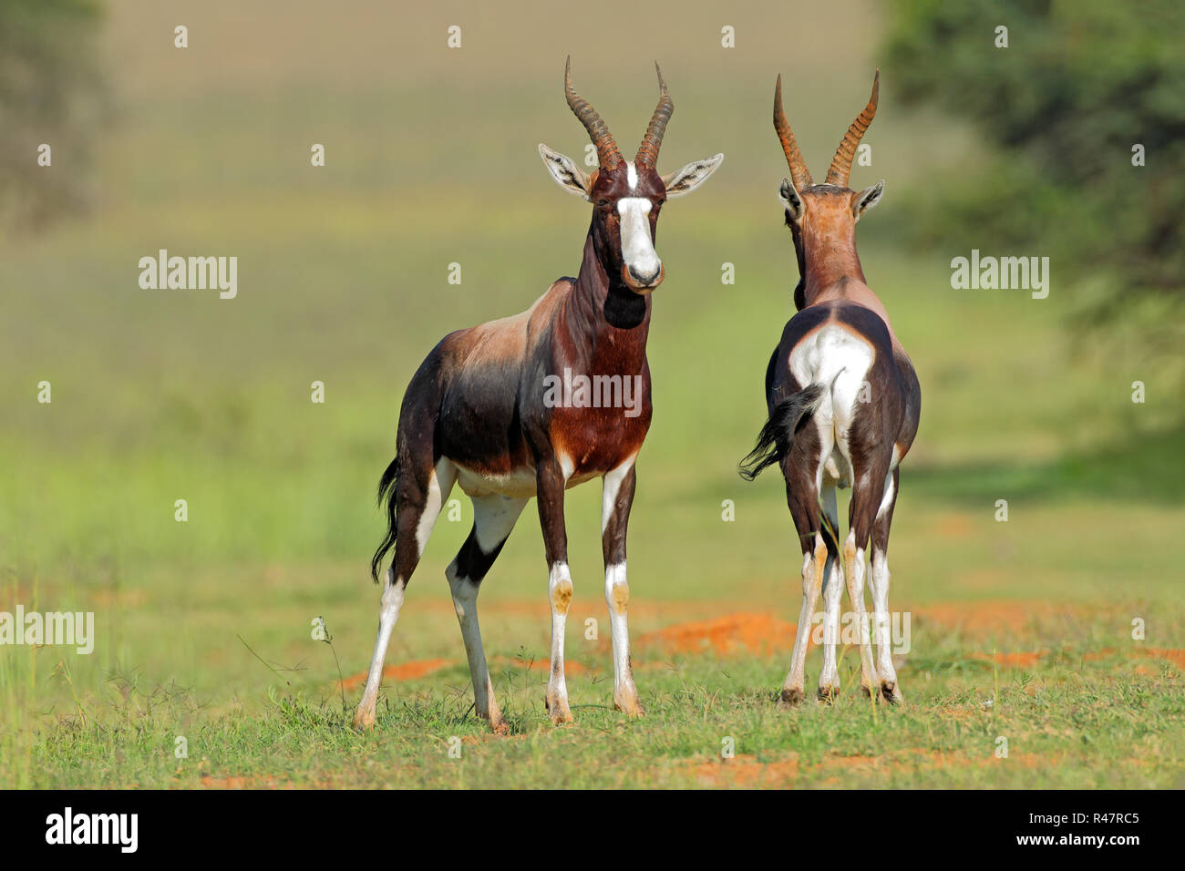 Bontebok species hi-res stock photography and images - Alamy
