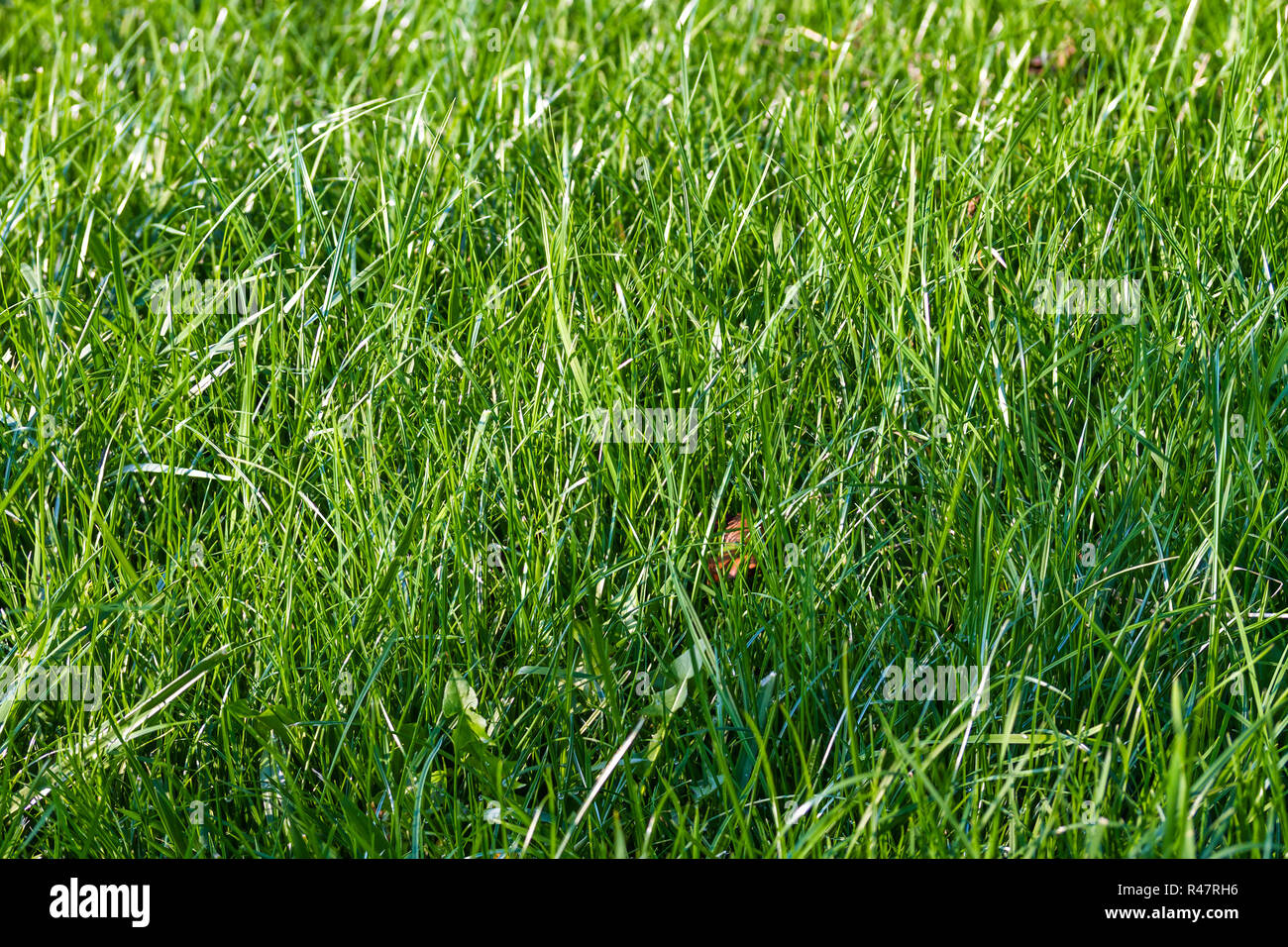 fresh spring green grass Stock Photo - Alamy