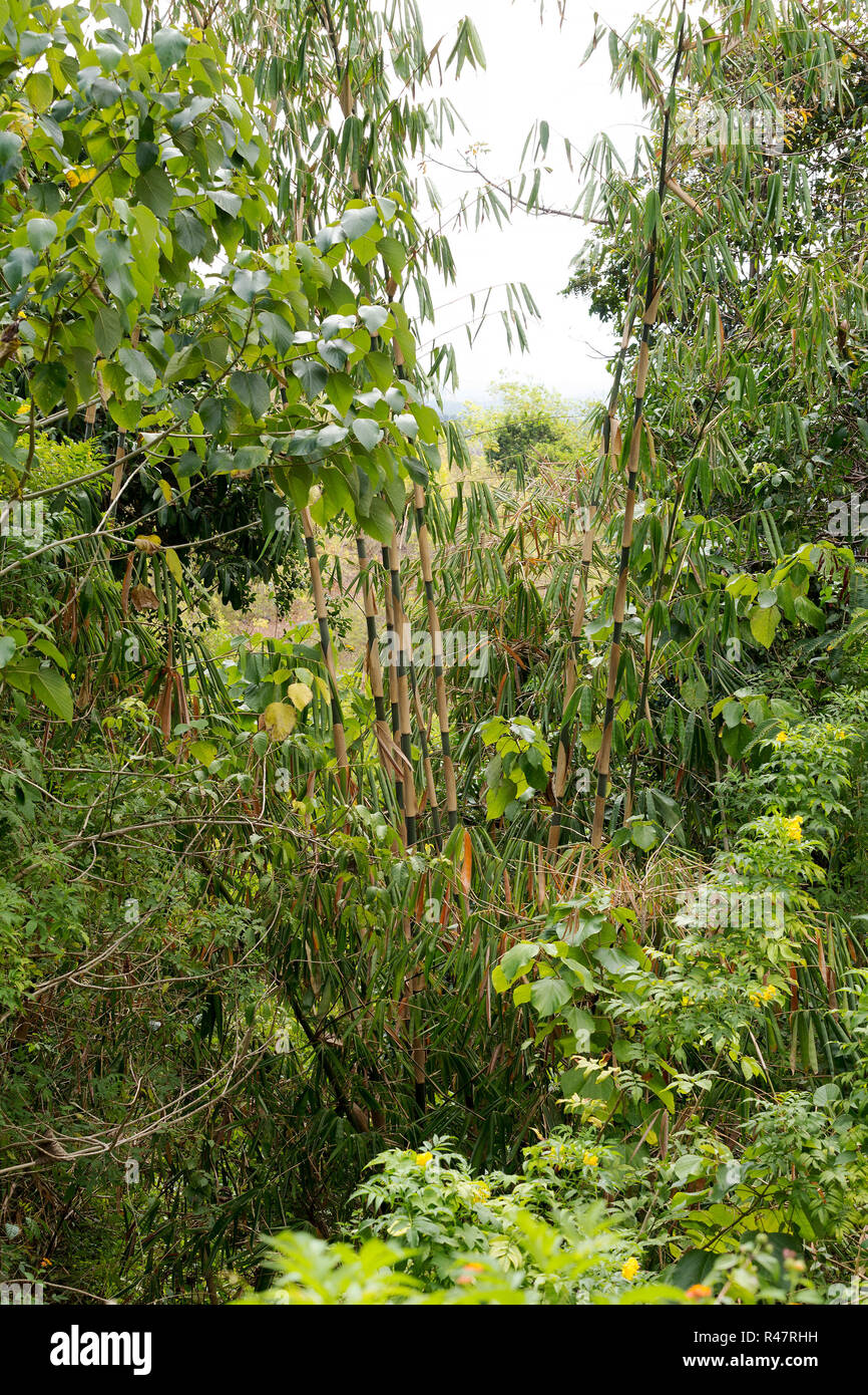 wild early bamboo trees Stock Photo - Alamy