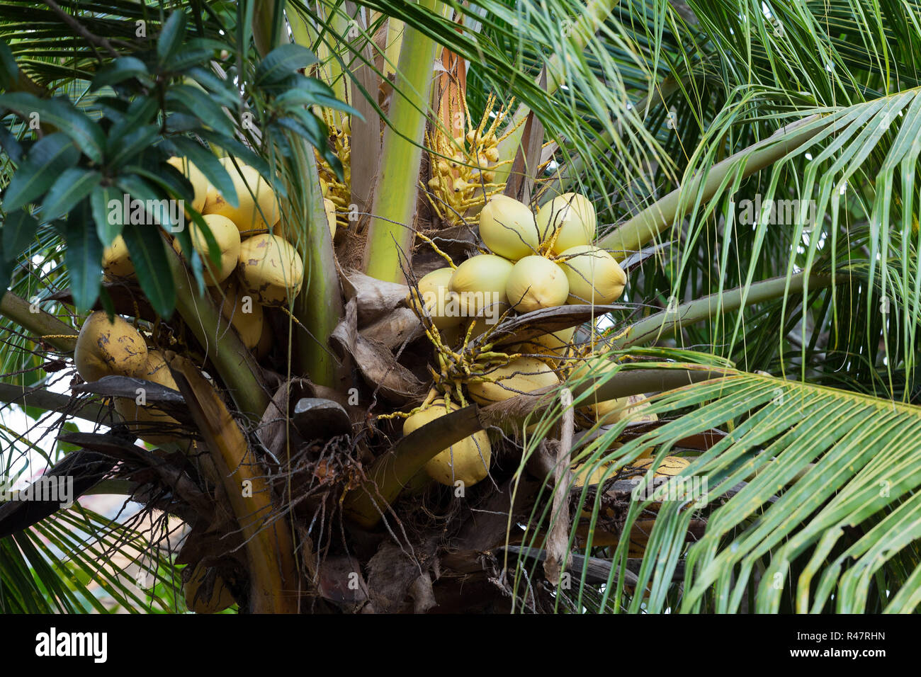coco-palm tree with yellow nut Stock Photo - Alamy