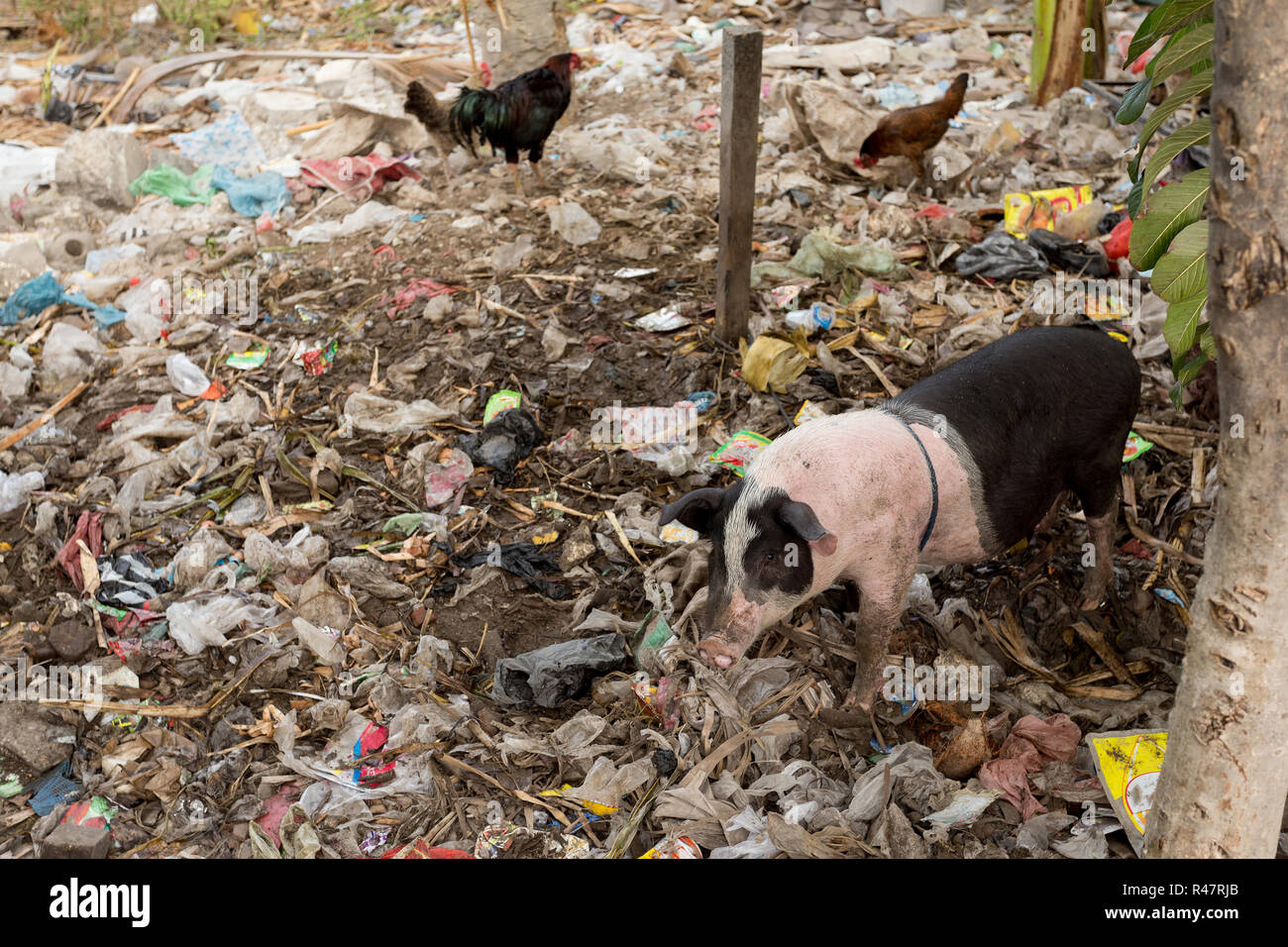 muddy pig eating in a pile of garbage Stock Photo - Alamy