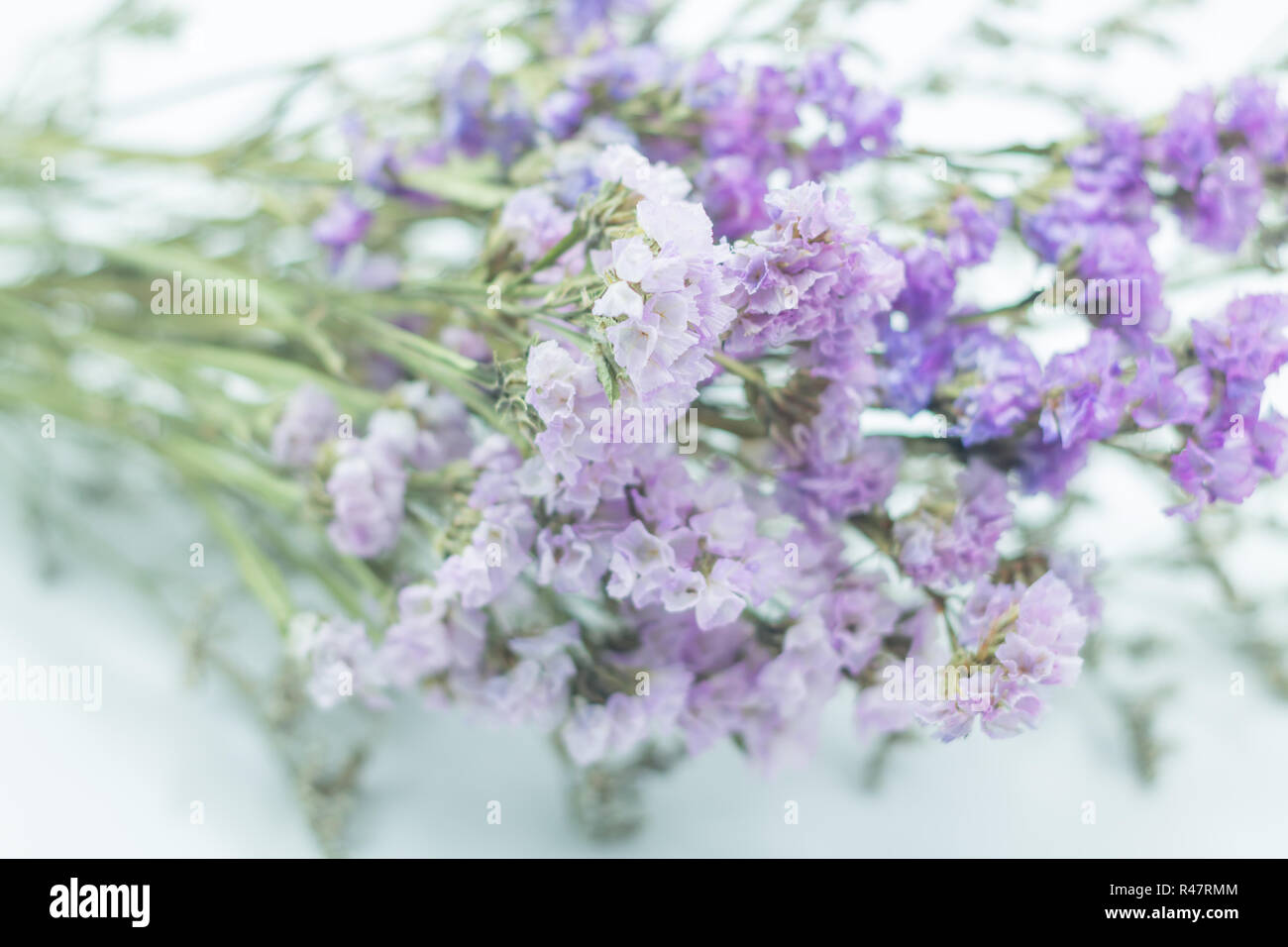 Beautiful statice flower bouquet on white background Stock Photo - Alamy