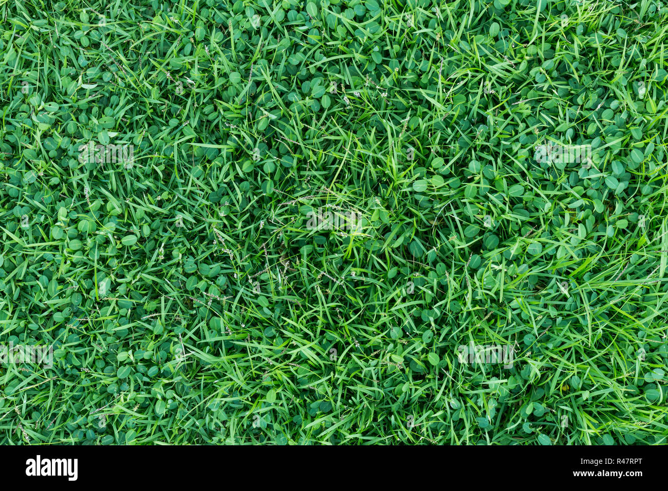 natural grass texture Stock Photo - Alamy