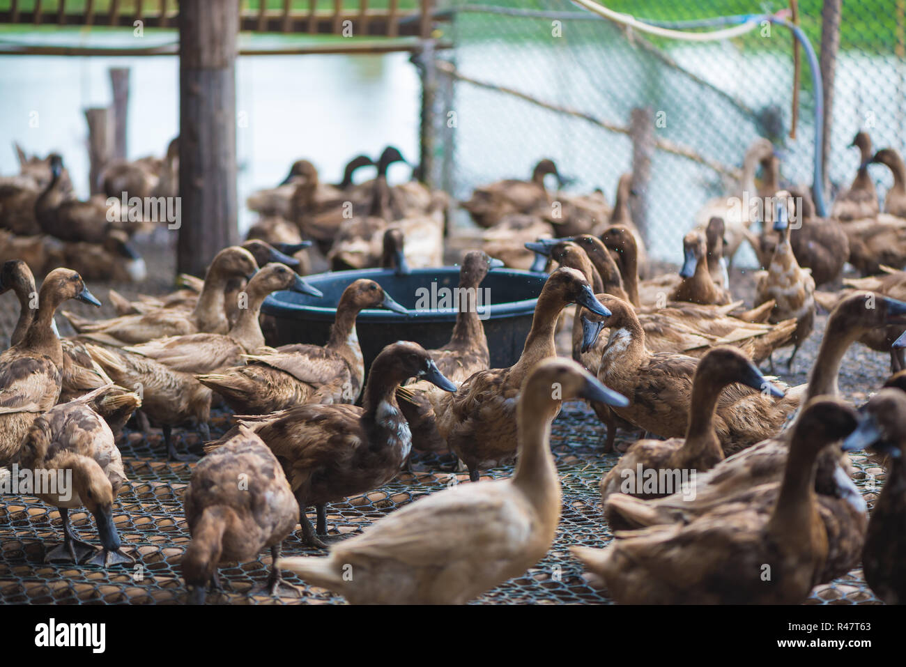 Group of ducks in farm, traditional farming in Thailand, animal farm ...