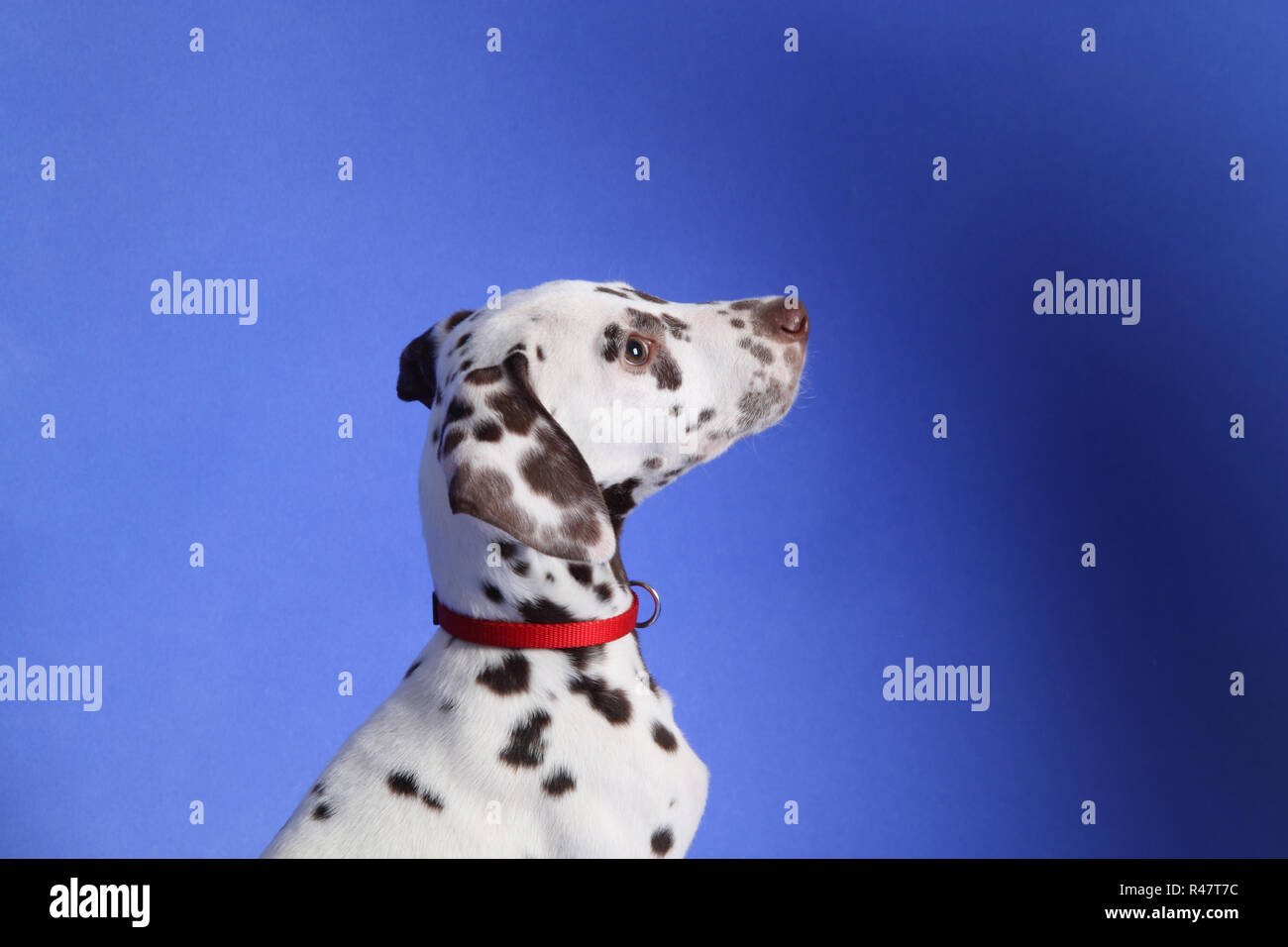 Dalmatian dots hi-res stock photography and images - Alamy
