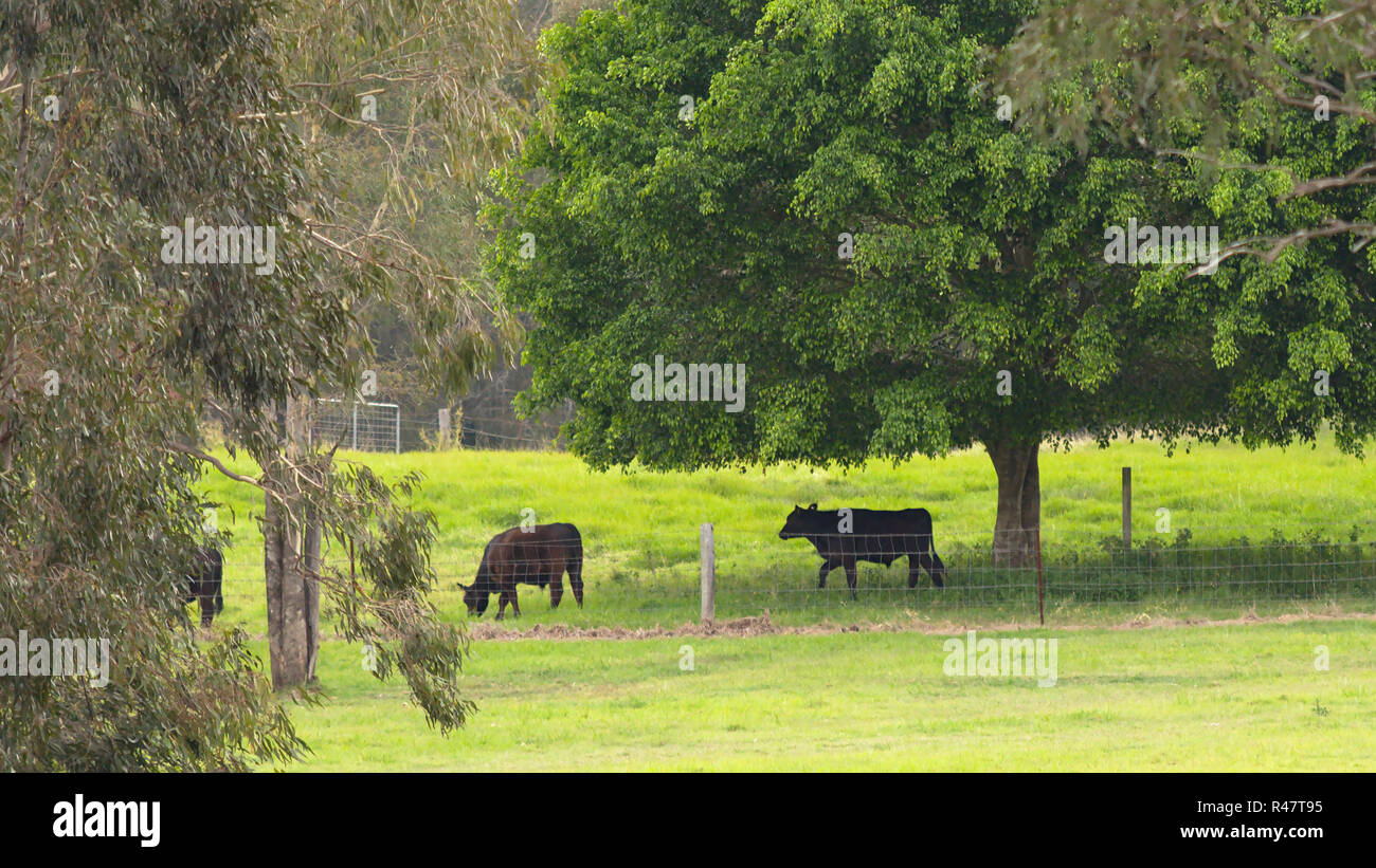 Farm cows on grass in hi-res stock photography and images - Alamy