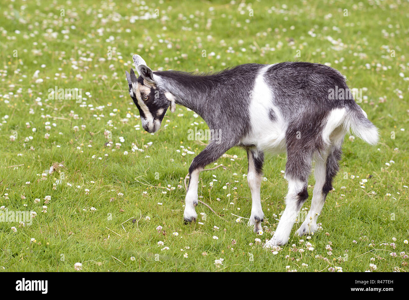 Juvenile goat on grass Stock Photo - Alamy