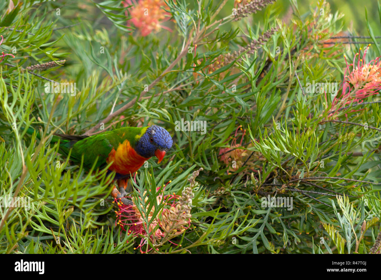 Rainbow lorikeet parrot in bush Stock Photo - Alamy