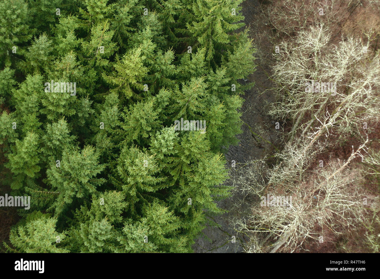 coniferous forest with brook bird's Stock Photo - Alamy
