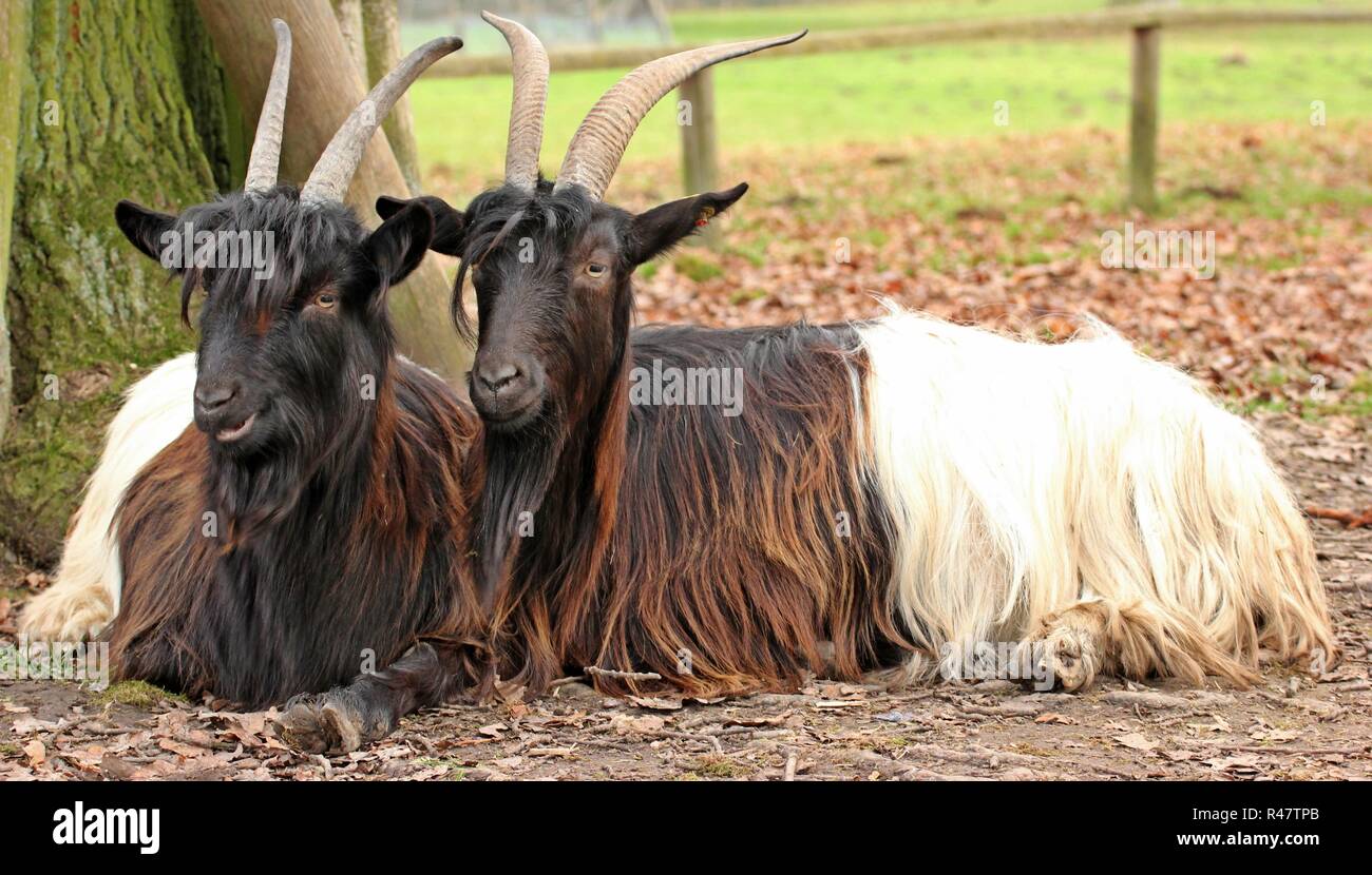 Valais blackneck he goat hi-res stock photography and images - Alamy