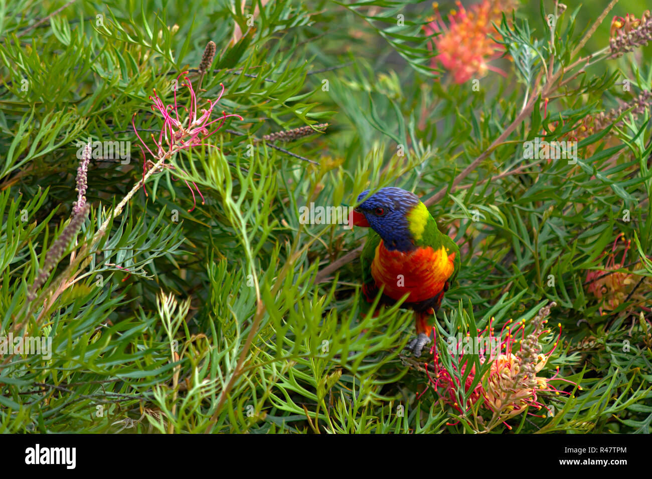 Parrot bush hi-res stock photography and images - Alamy
