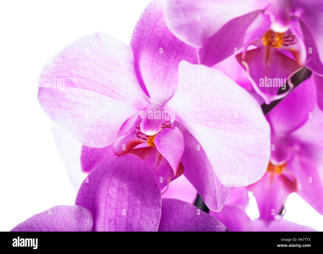 Orchids in close up Stock Photo - Alamy