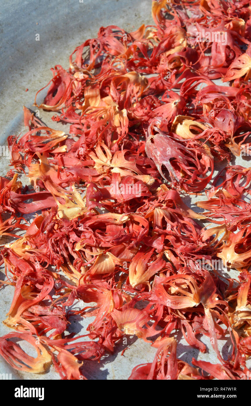 Dry mace flower hi-res stock photography and images - Alamy