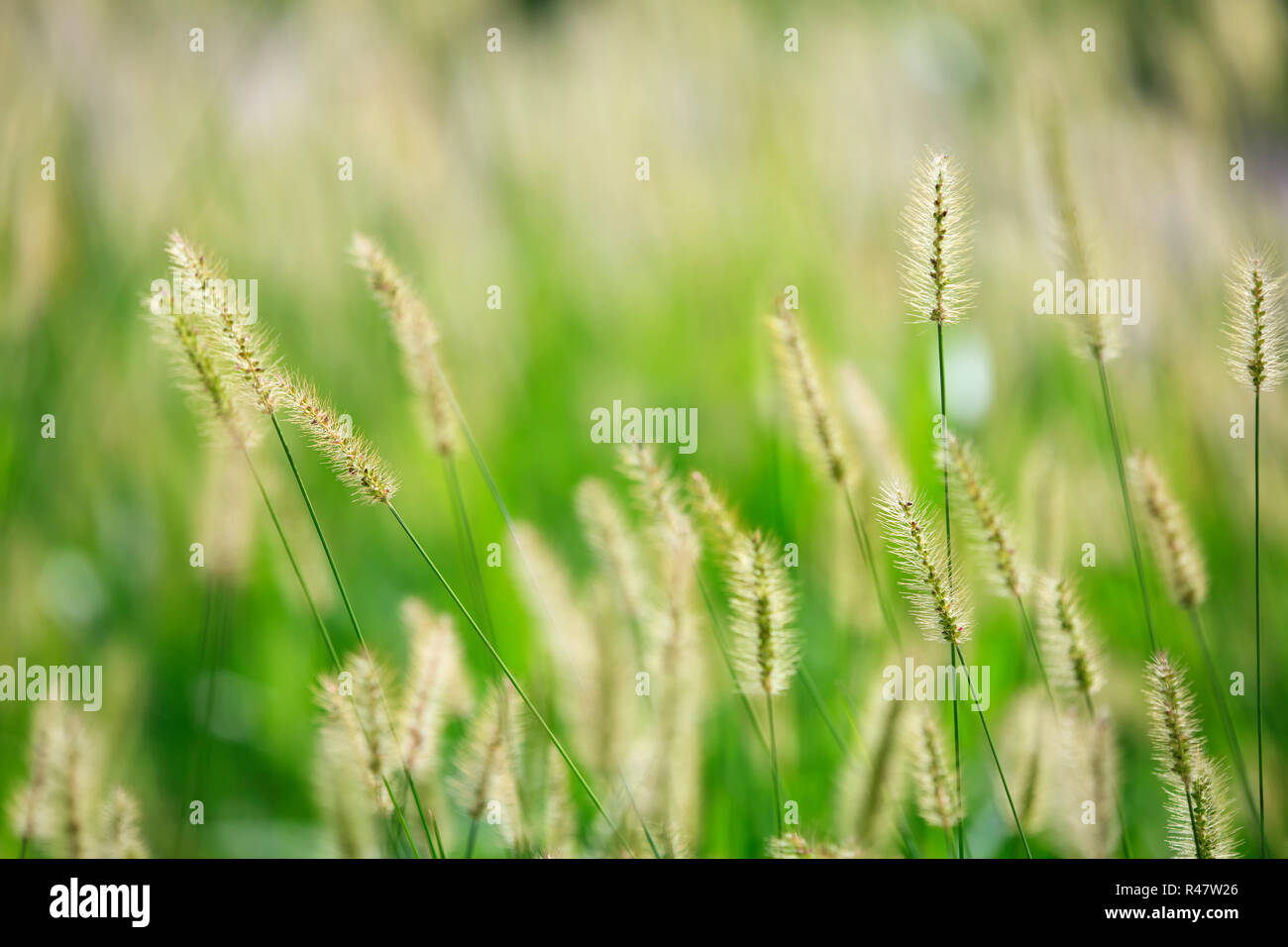 Dry reed bending over the water. Retro style Stock Photo - Alamy