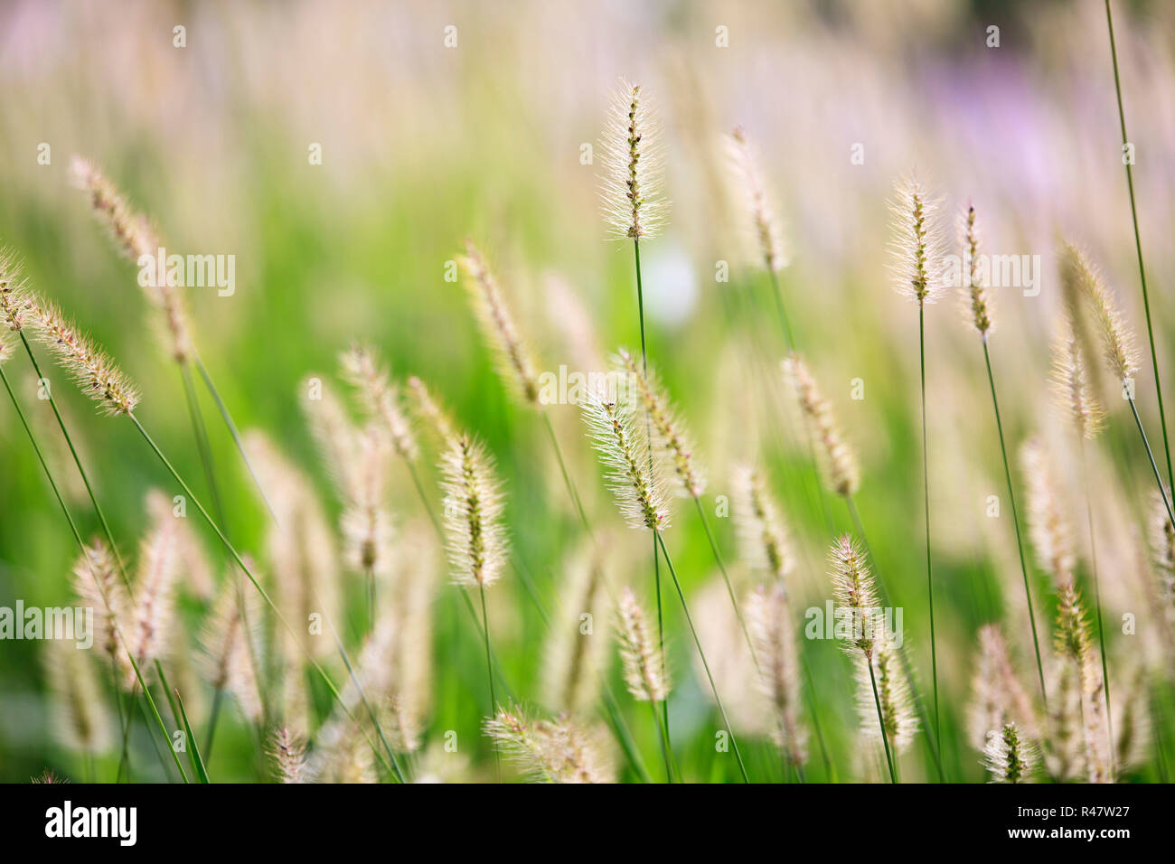 Dry reed bending over the water. Retro style Stock Photo - Alamy