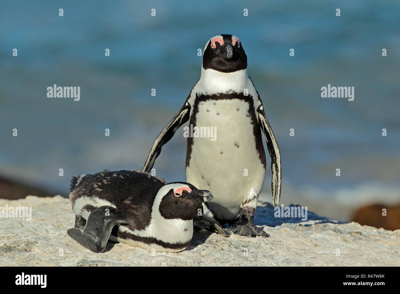 Pair endangered african penguins hi-res stock photography and images ...