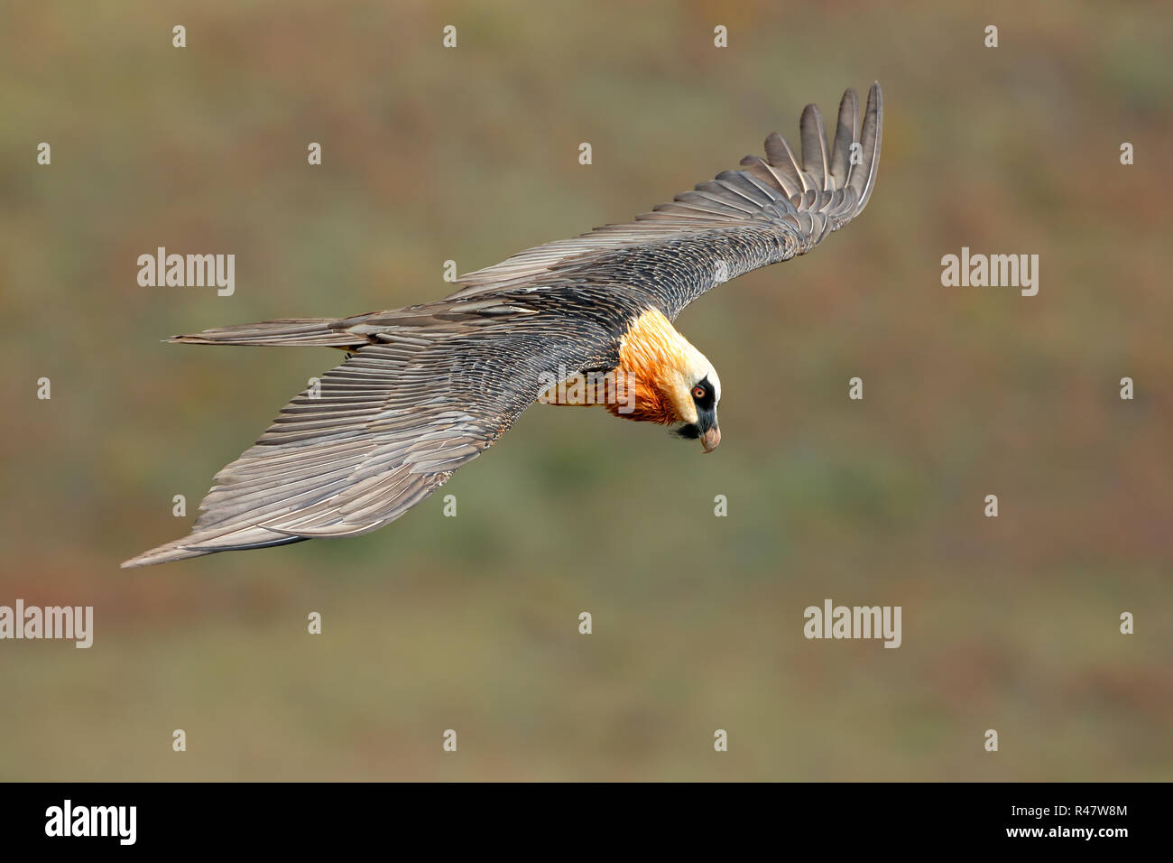 Bearded vulture in flight Stock Photo - Alamy