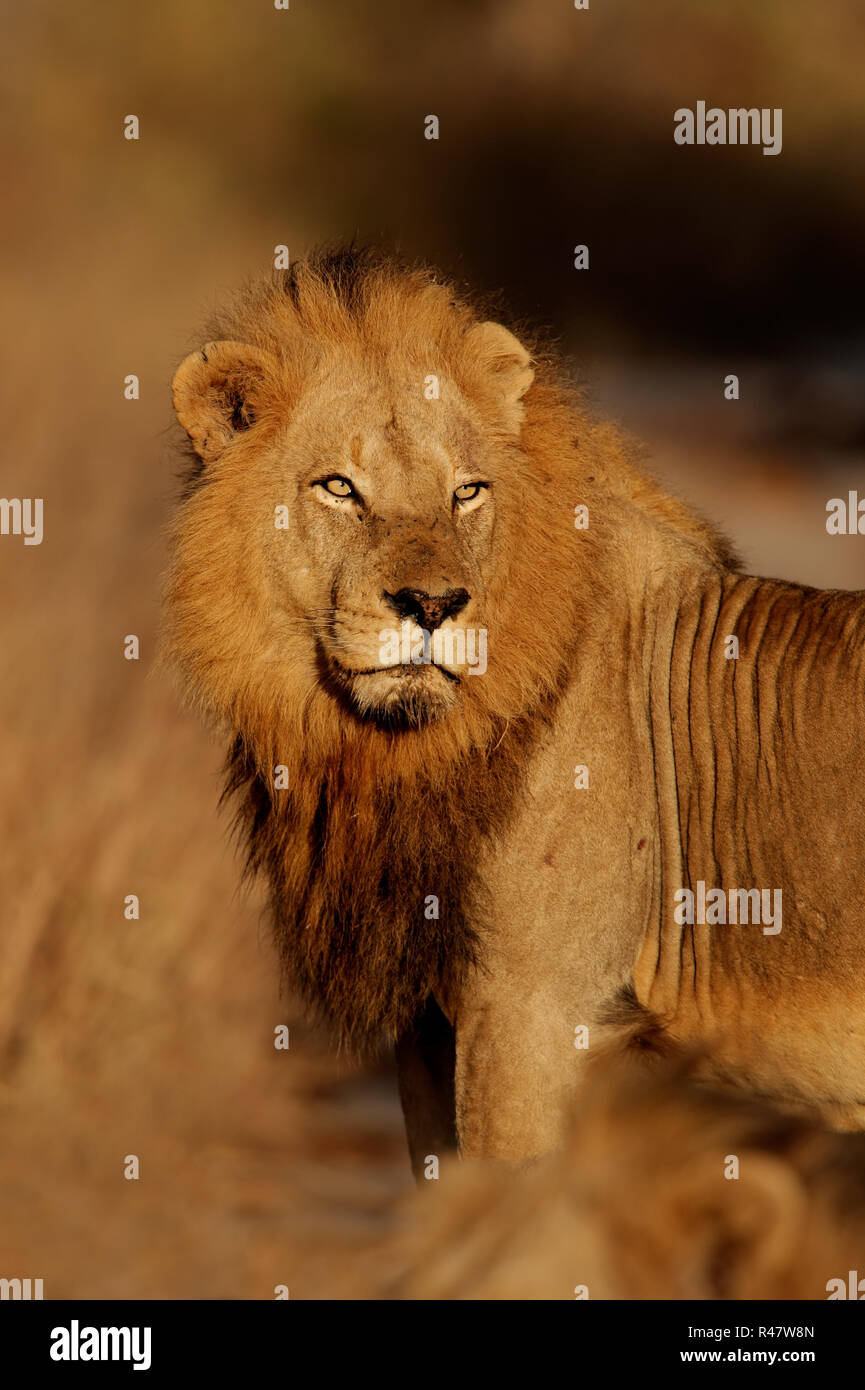 Big male african lion hi-res stock photography and images - Alamy