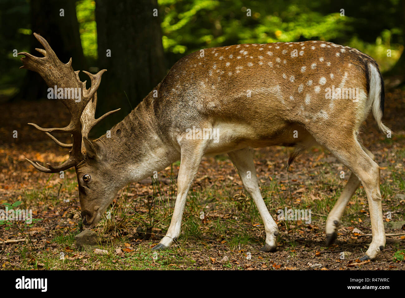 Capital fallow deer hi-res stock photography and images - Alamy