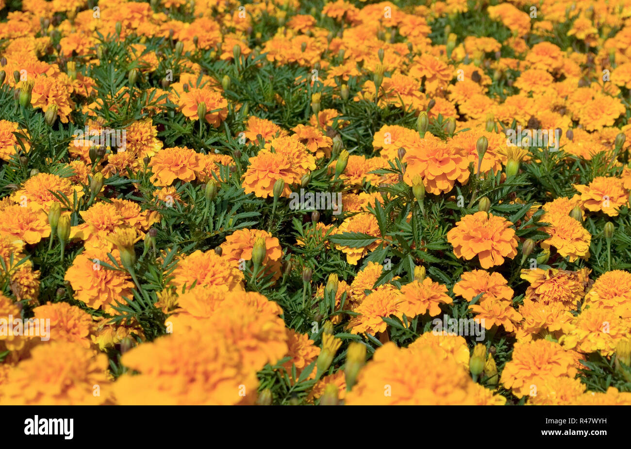 Marigold bed hi-res stock photography and images - Alamy