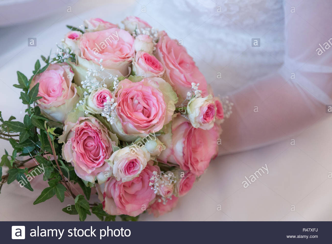 Rosa Indica Fragrans High Resolution Stock Photography and Images - Alamy