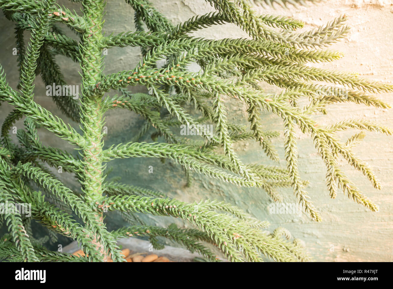 Green prickly branches of a fur-tree or pine Stock Photo - Alamy