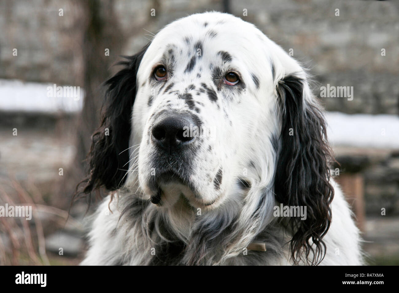 A huge dotted got slightly sad Stock Photo - Alamy