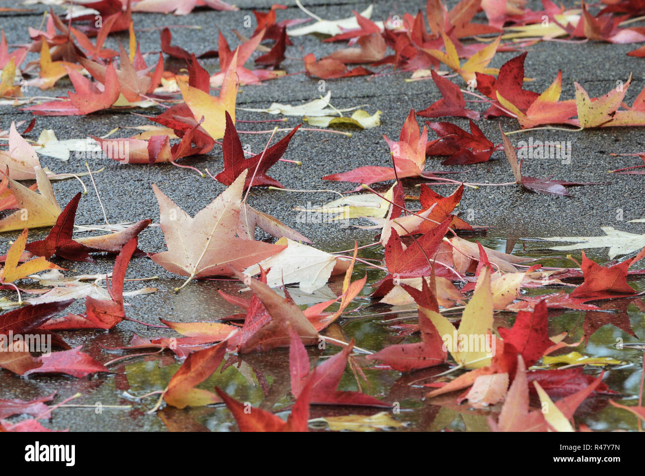 Italian maple tree hi-res stock photography and images - Alamy