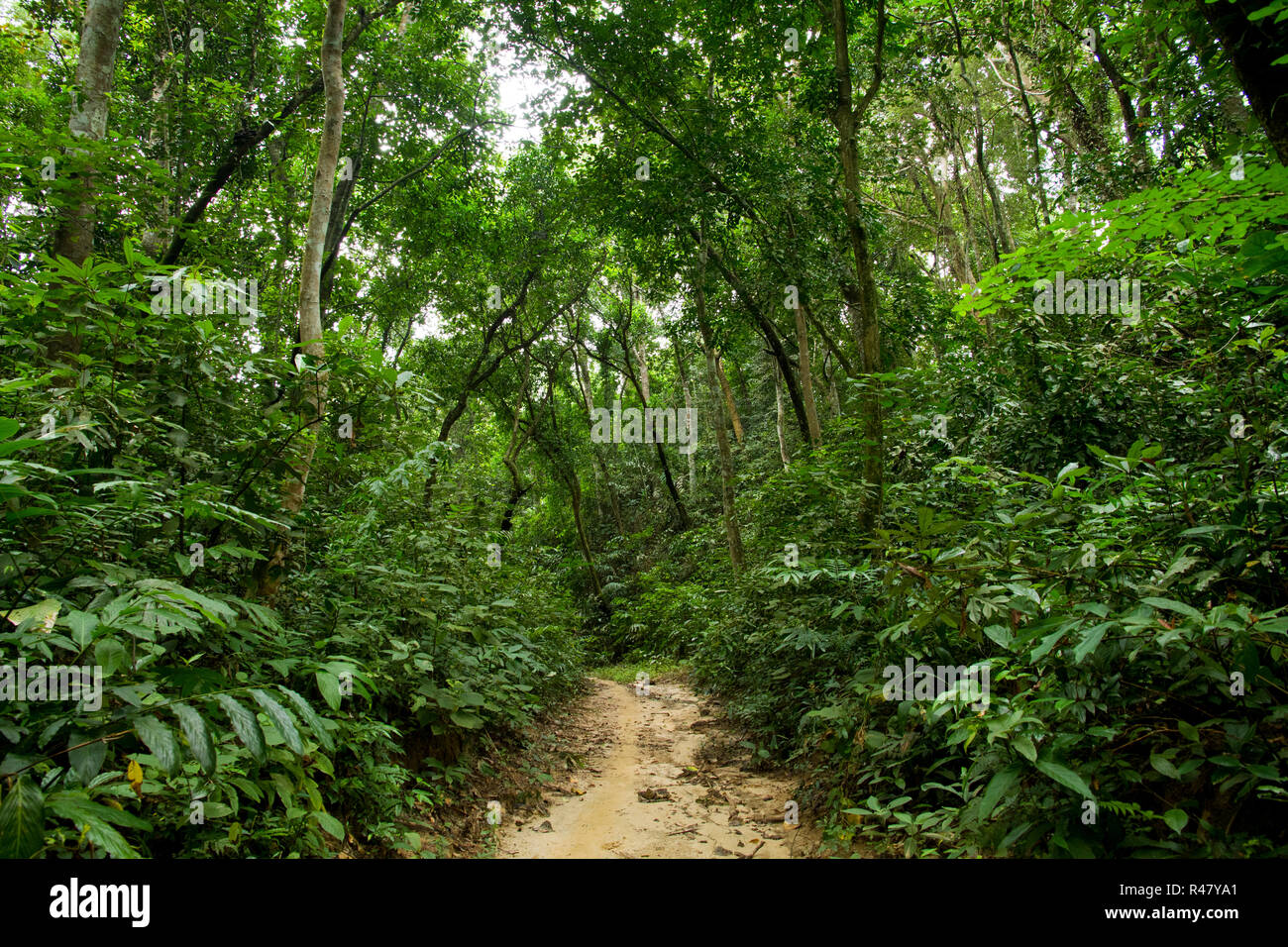 Satchari National Park. Habiganj, Bangladesh Stock Photo - Alamy