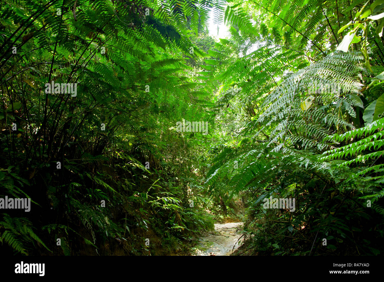 Satchari National Park. Habiganj, Bangladesh Stock Photo - Alamy