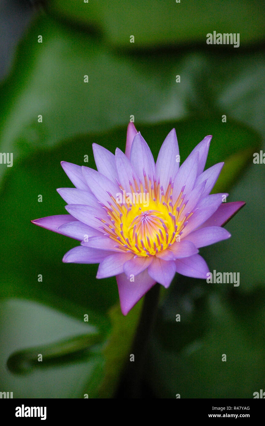 Tropical Water Lily also known as Waterlily Panama Pacific, Nymphaea ...