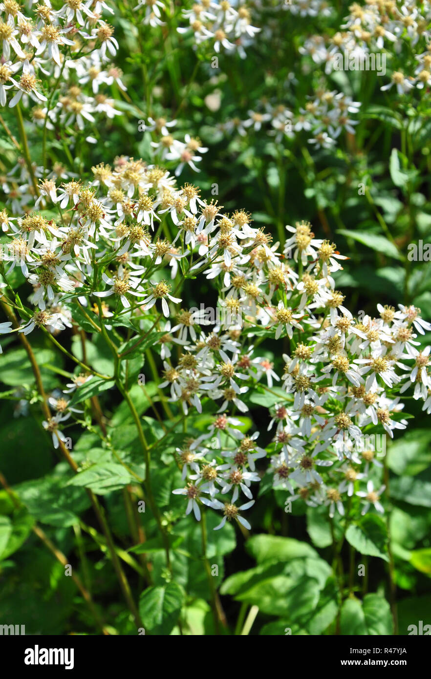 Aster Divaricatus High Resolution Stock Photography and Images - Alamy