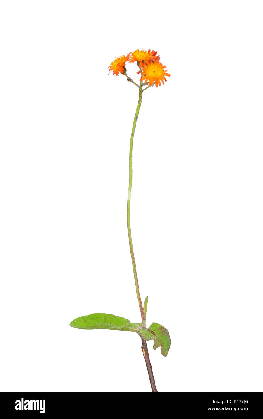 Hawkweed flower Cut Out Stock Images & Pictures - Alamy