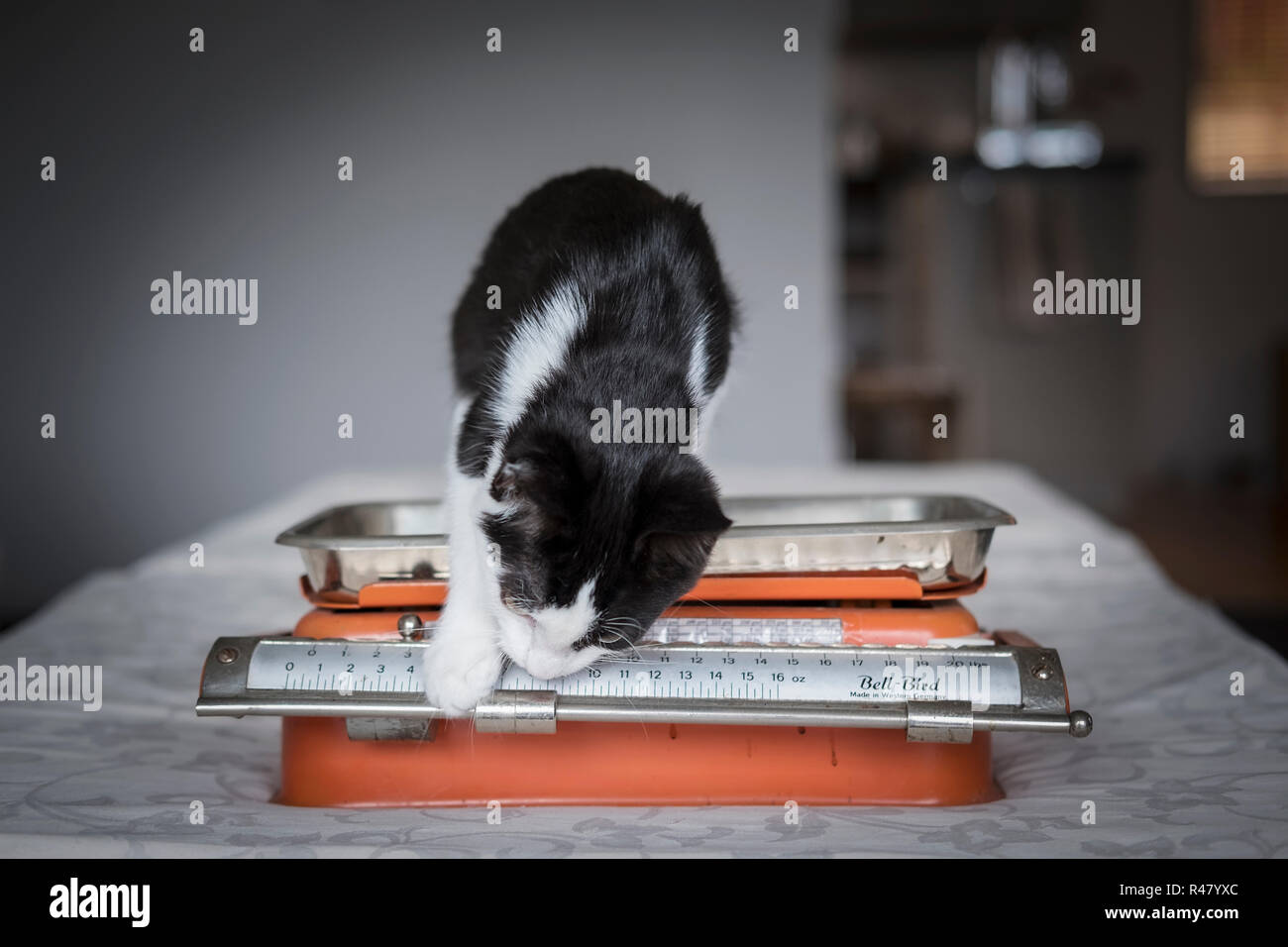 black and white kitten paying on old-fashioned orange kitchen scales ...